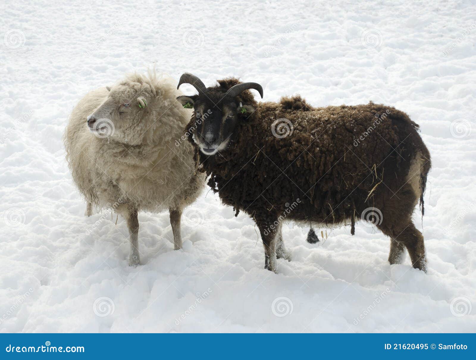 Sheep in snow stock image. Image of white, animals, mammal - 21620495