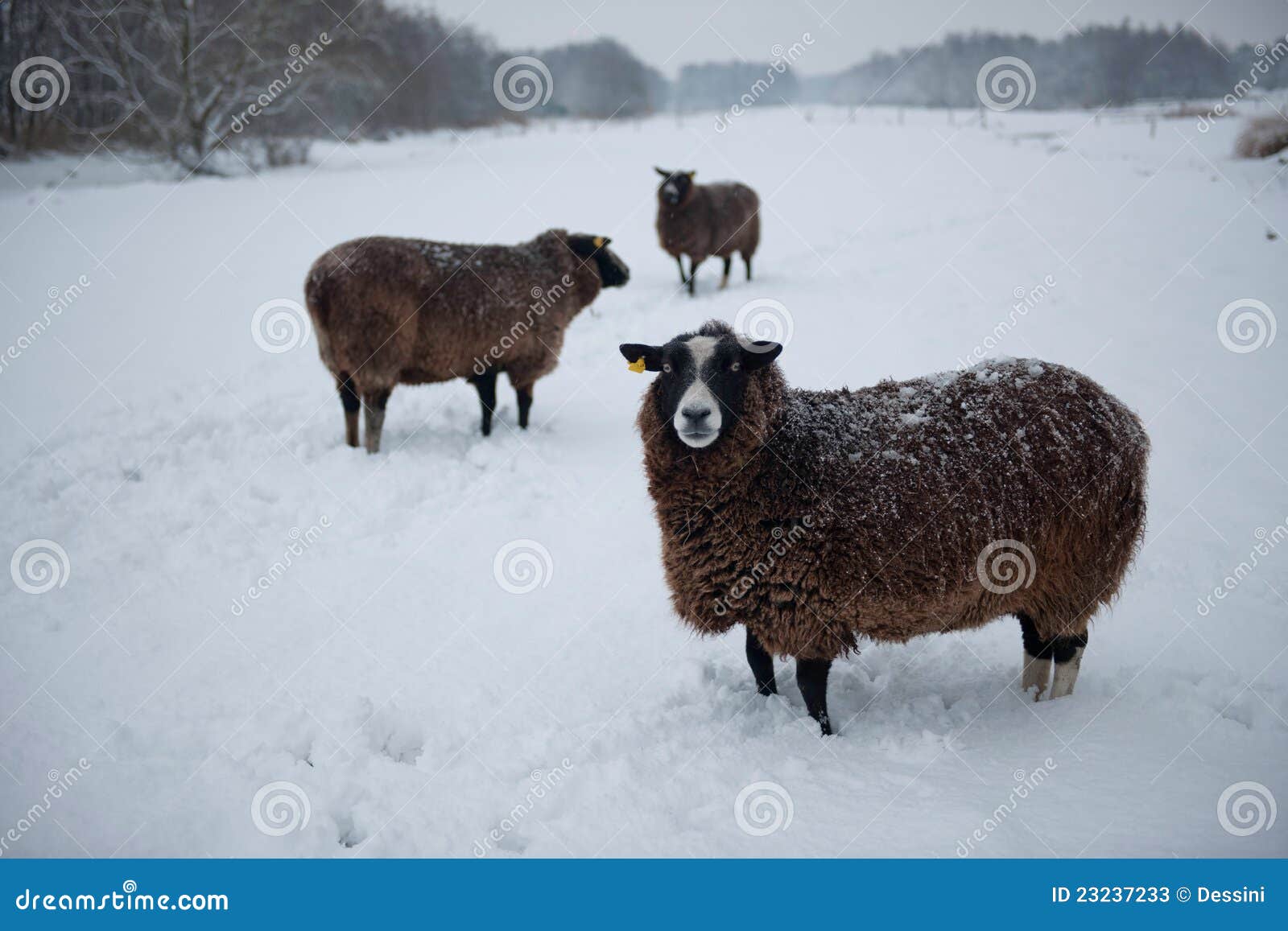 Sheep in snow stock image. Image of grass, friendly, countryside - 23237233