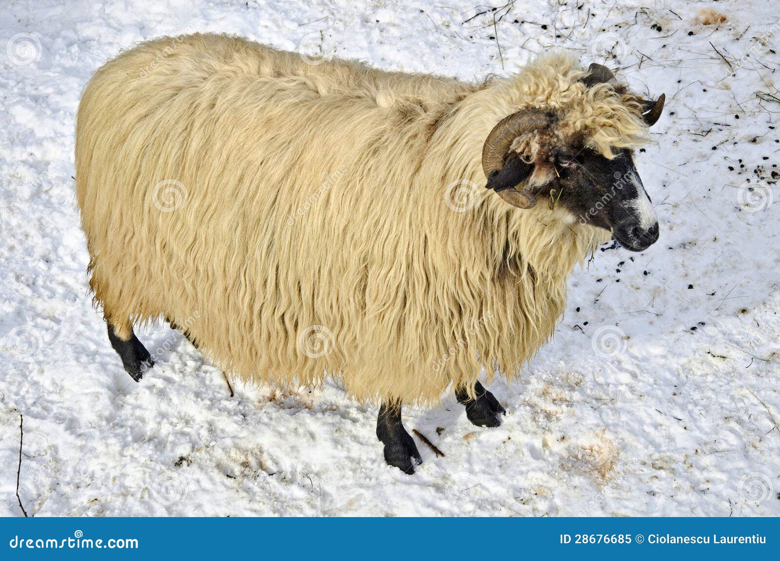 Sheep in the snow stock image. Image of sheep, snow, horns - 28676685