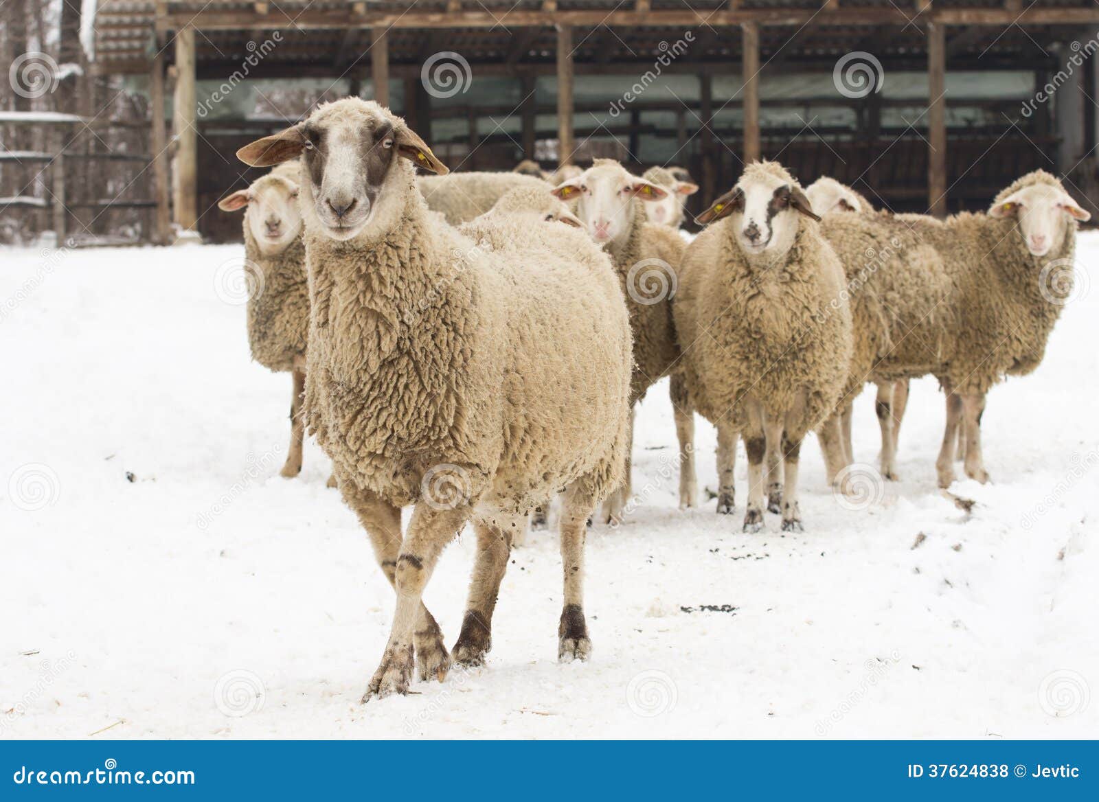 Sheep on snow stock photo. Image of flock, cattle, agriculture - 37624838