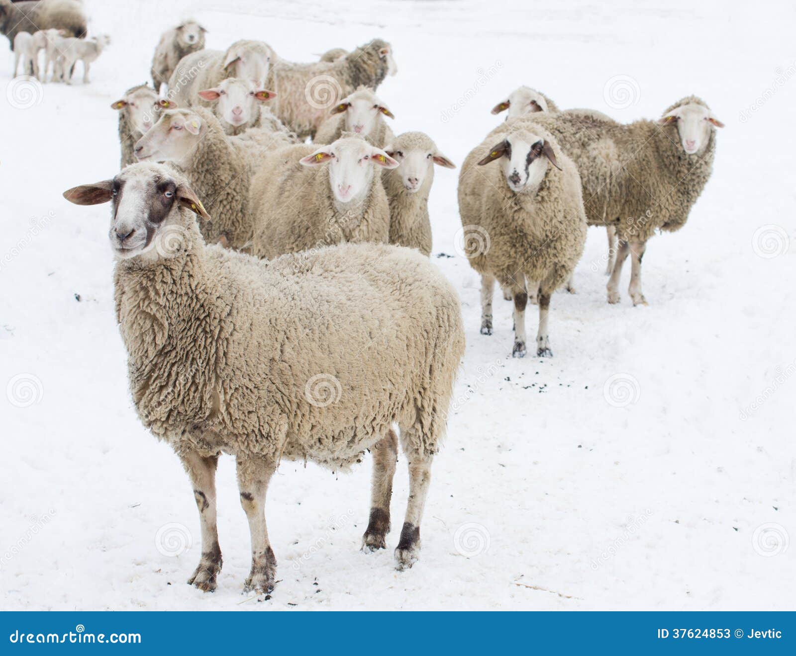 Sheep on snow stock image. Image of grass, farming, farm - 37624853