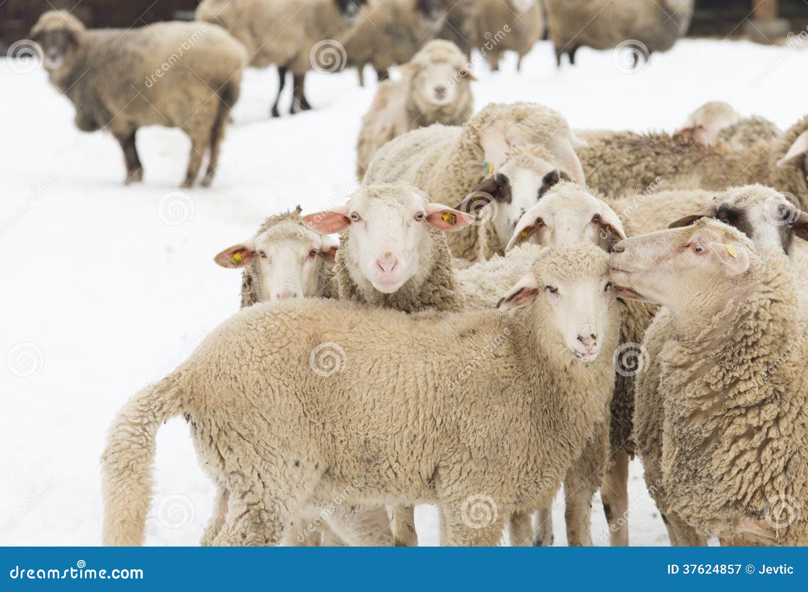 Sheep on snow stock image. Image of chew, health, grazing - 37624857