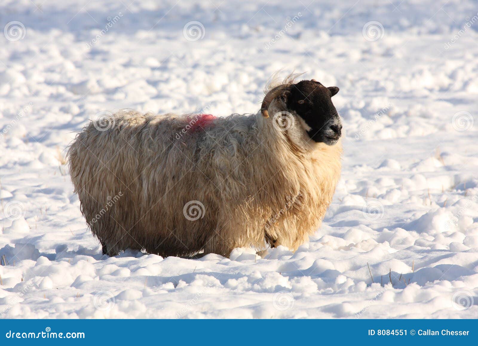 Sheep in the snow stock image. Image of agriculture, mammal - 8084551