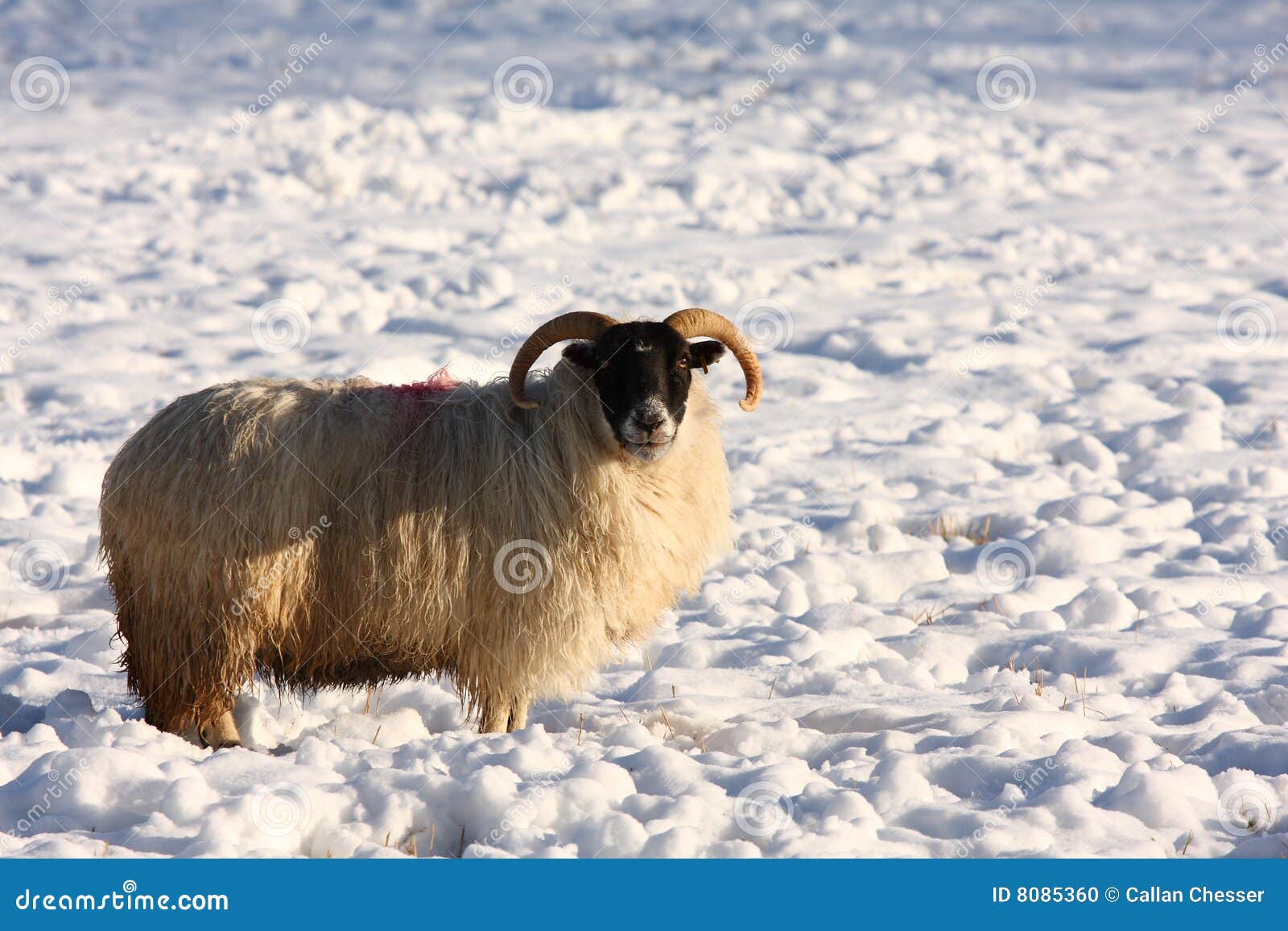 Sheep in the snow stock photo. Image of scotland, agriculture - 8085360