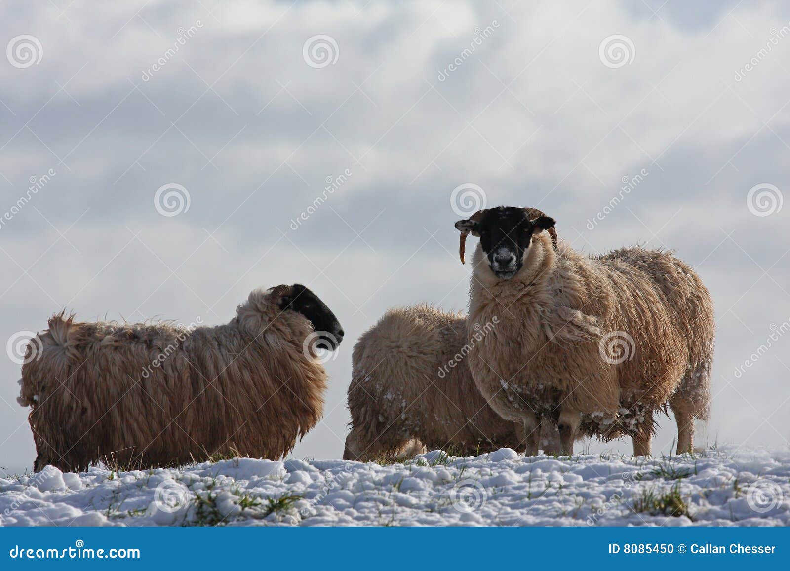 Sheep in the snow stock photo. Image of fleece, food, mammal - 8085450