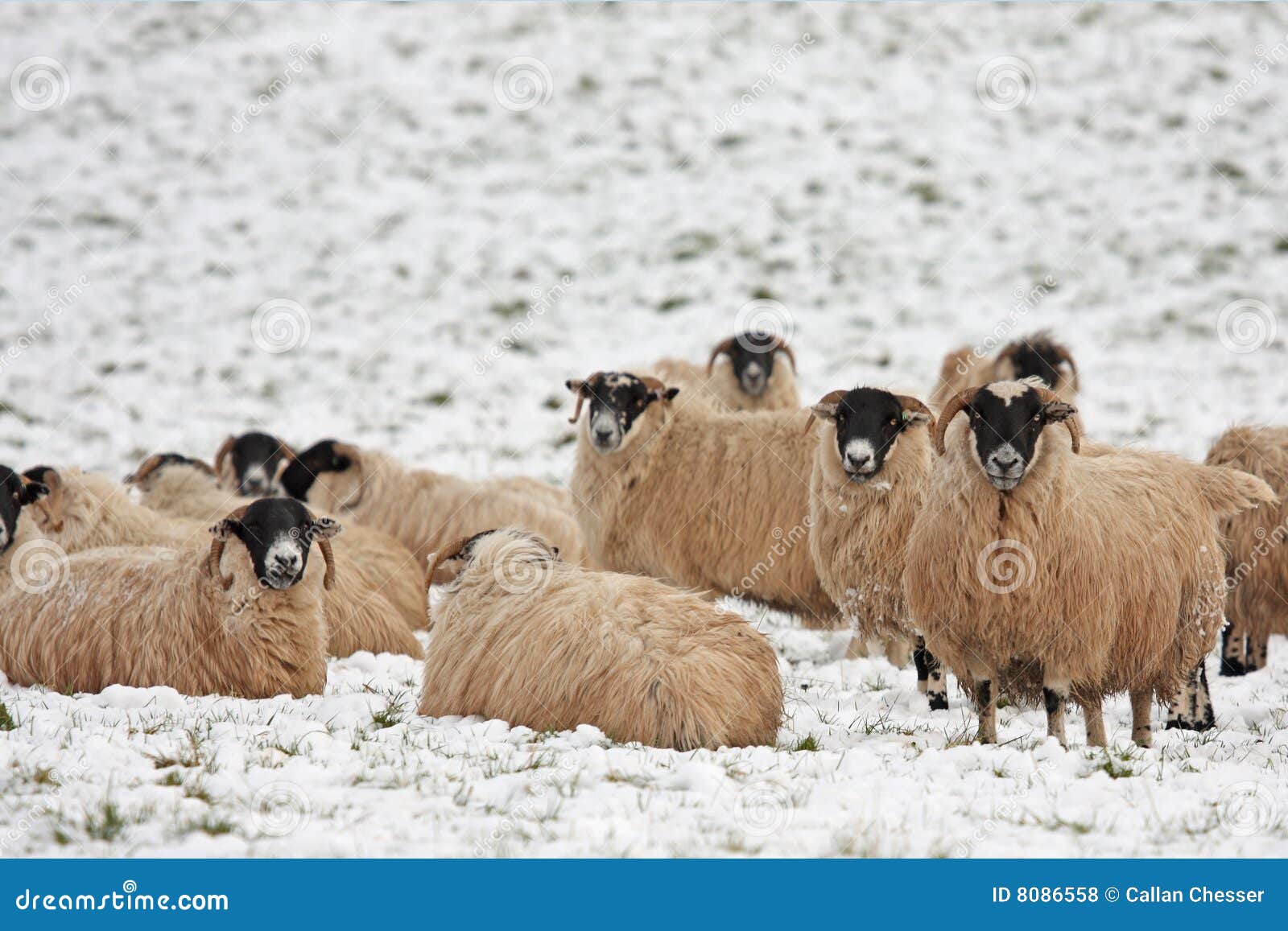 Sheep in the snow stock photo. Image of fleece, curly - 8086558