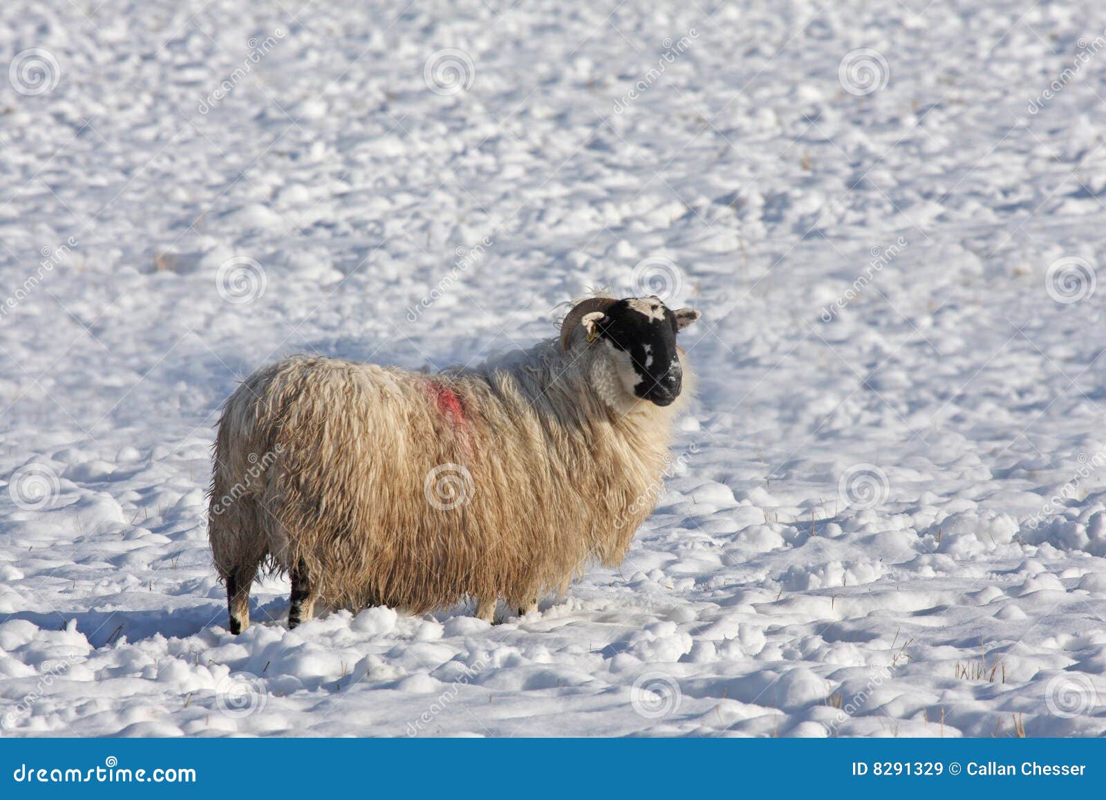 Sheep in the snow stock image. Image of hooves, snow, lamb - 8291329