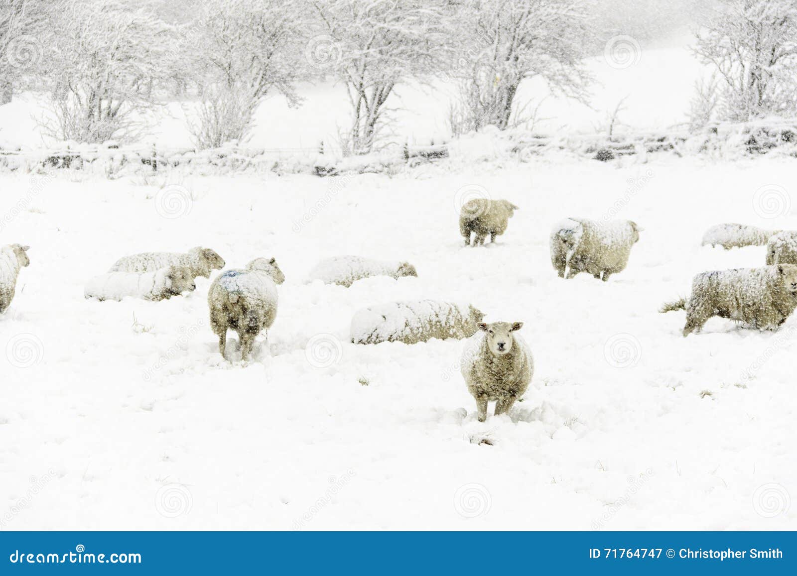 Sheep in the Snow stock image. Image of hills, fields - 71764747