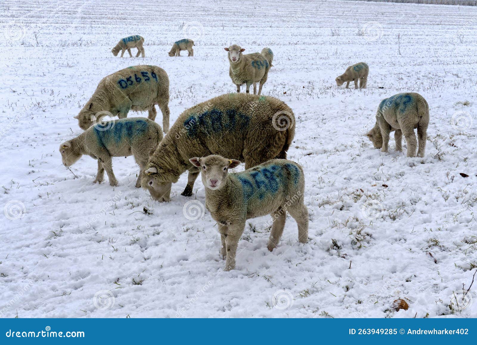 Sheep in a Snow Covered Field Stock Image - Image of freezing, farmland ...