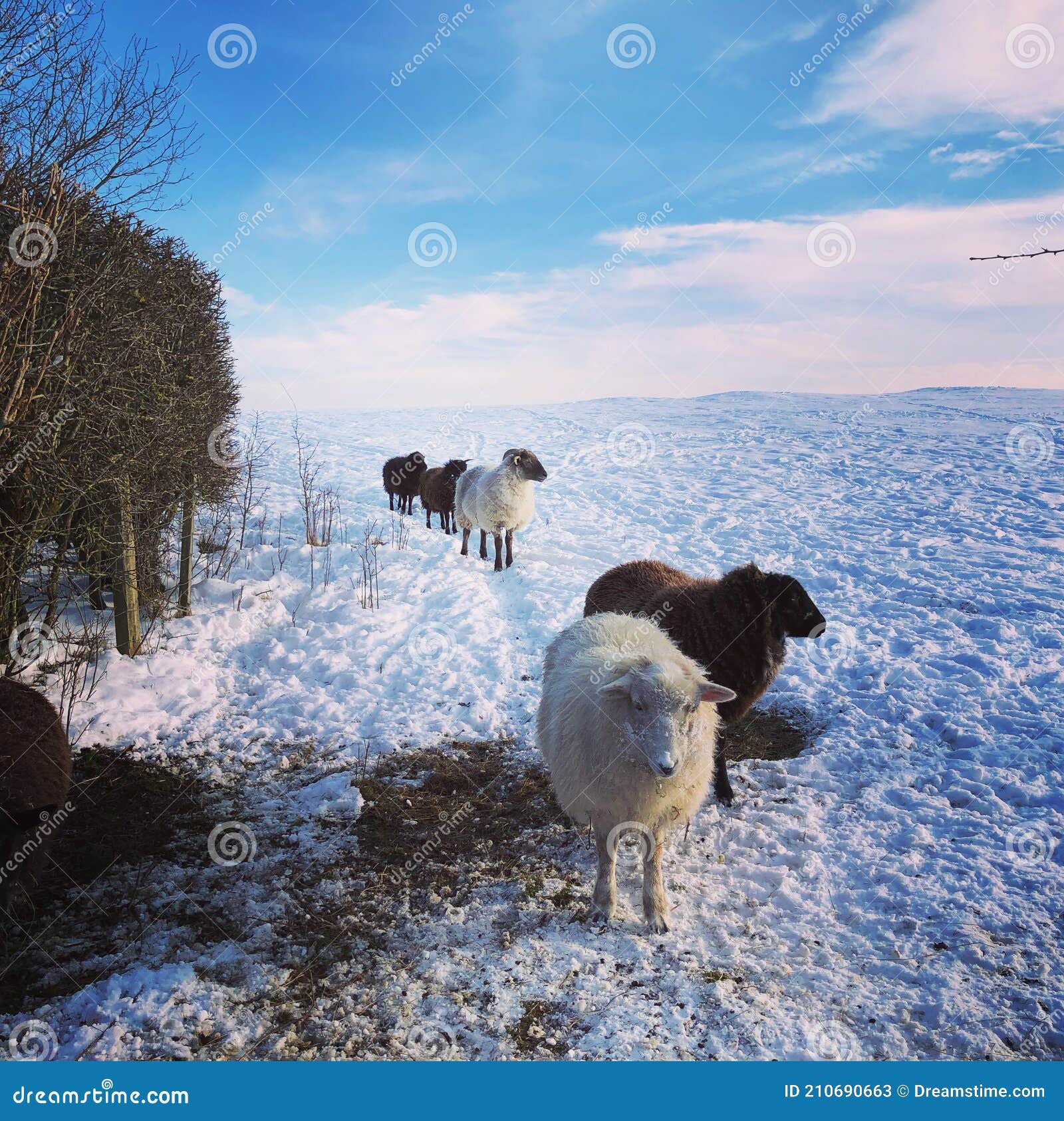 Sheep snow stock image. Image of blizzard, field, snow - 210690663