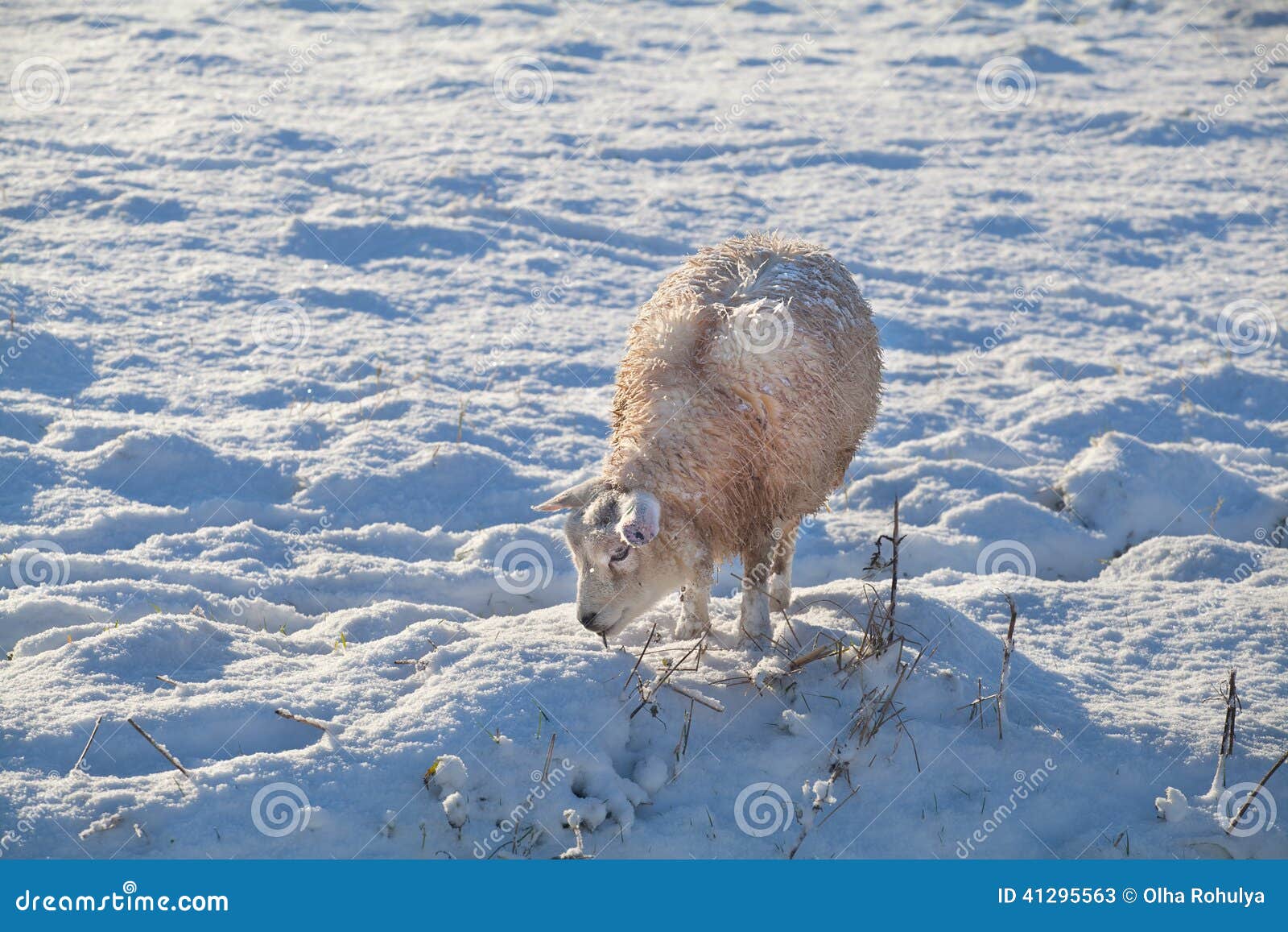Sheep on snow pasture stock image. Image of graze, pastoral - 41295563