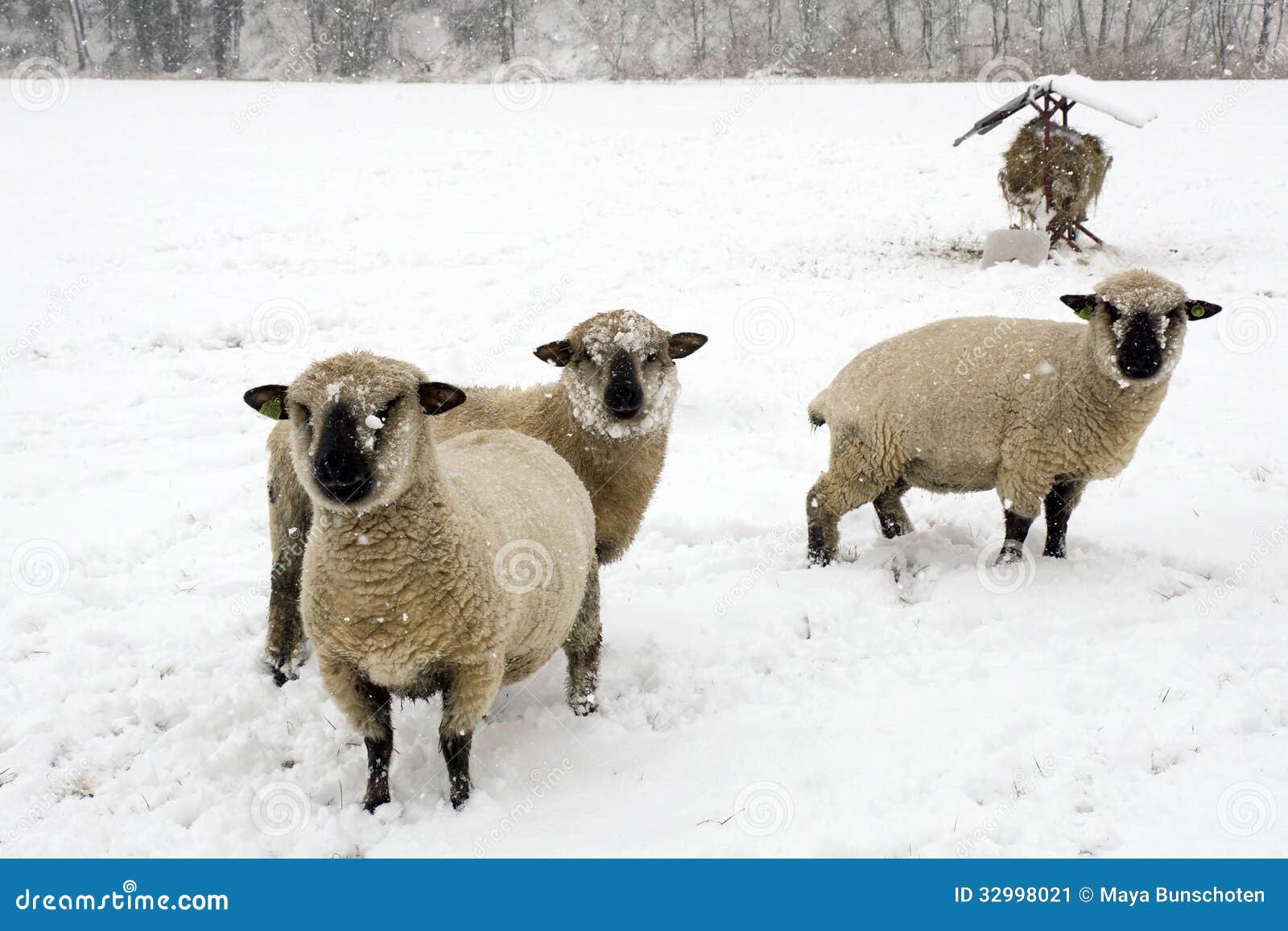 Sheep in the snow stock image. Image of direct, snowfall - 32998021