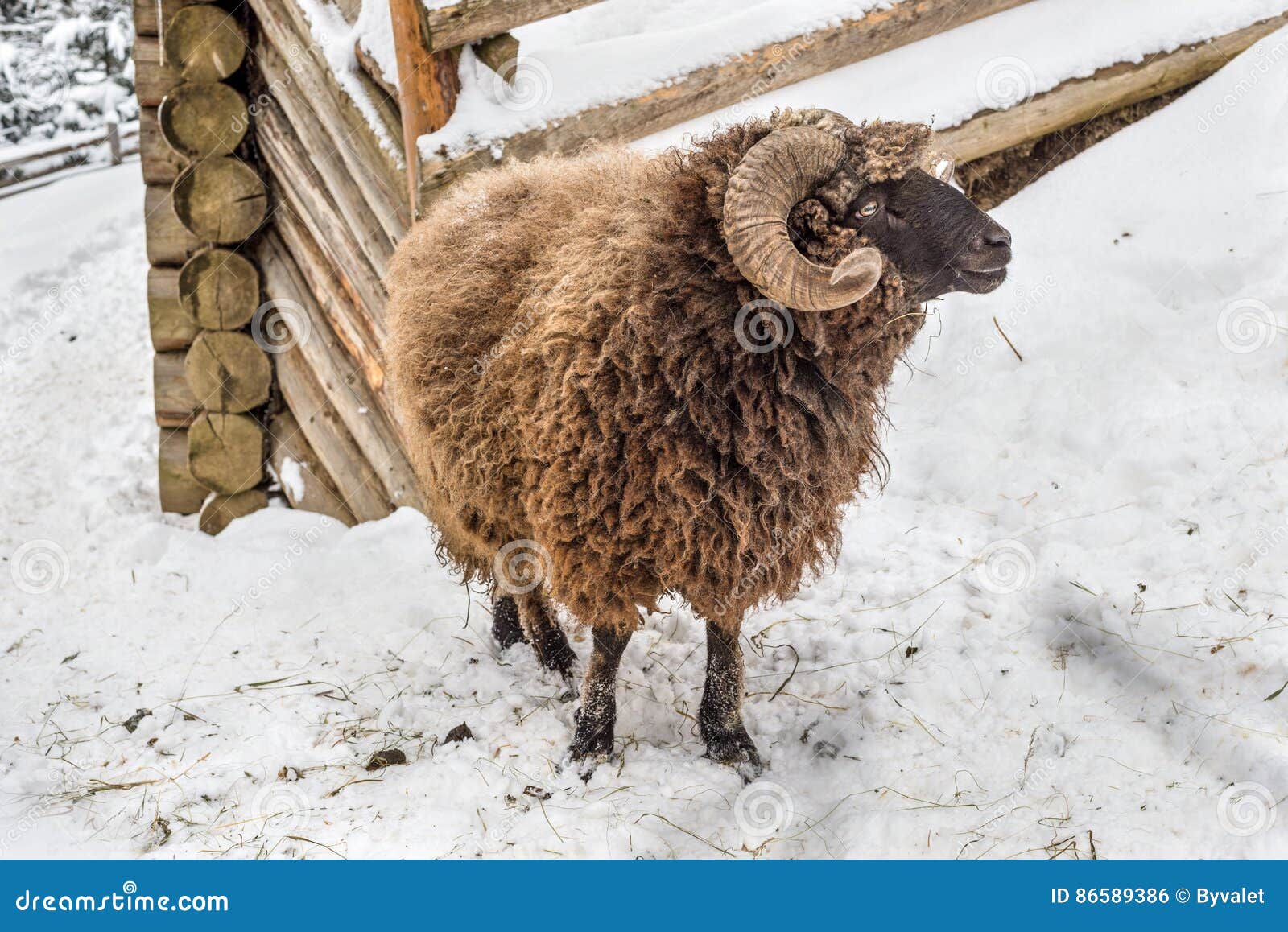 Sheep in the snow stock photo. Image of animals, livestock - 86589386