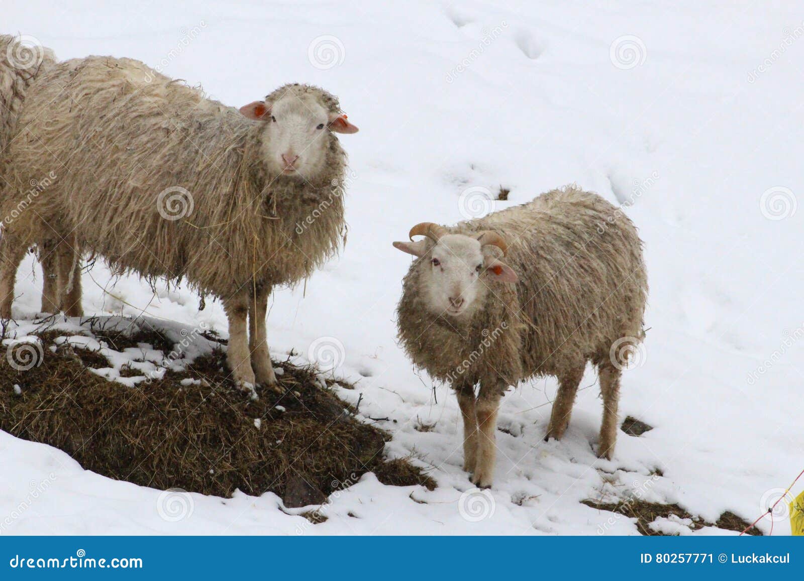 Sheep in the snow stock image. Image of love, sheep, tenderness - 80257771