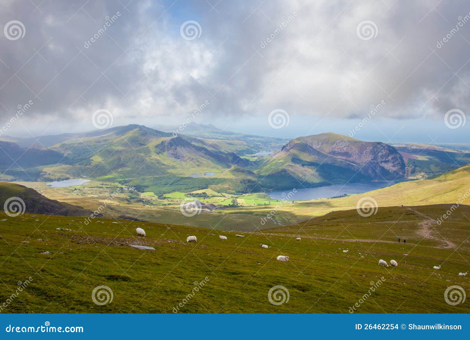 Sheep from snowdon stock photo. Image of mountains, snowdonia - 26462254