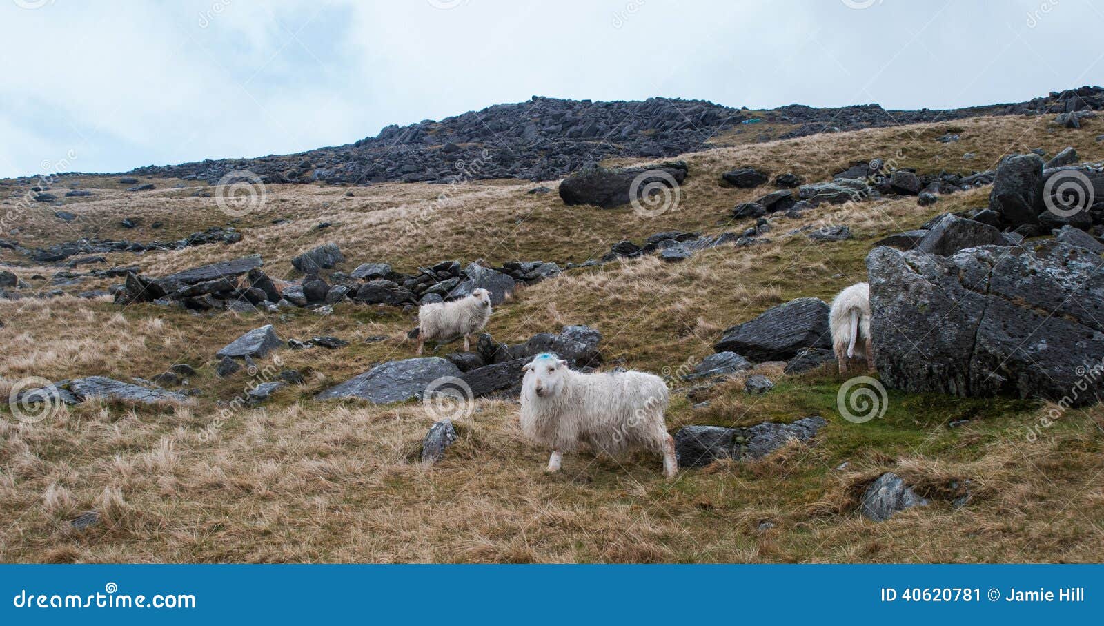Sheep on Snowdon stock image. Image of wild, autumn, snowdonia - 40620781