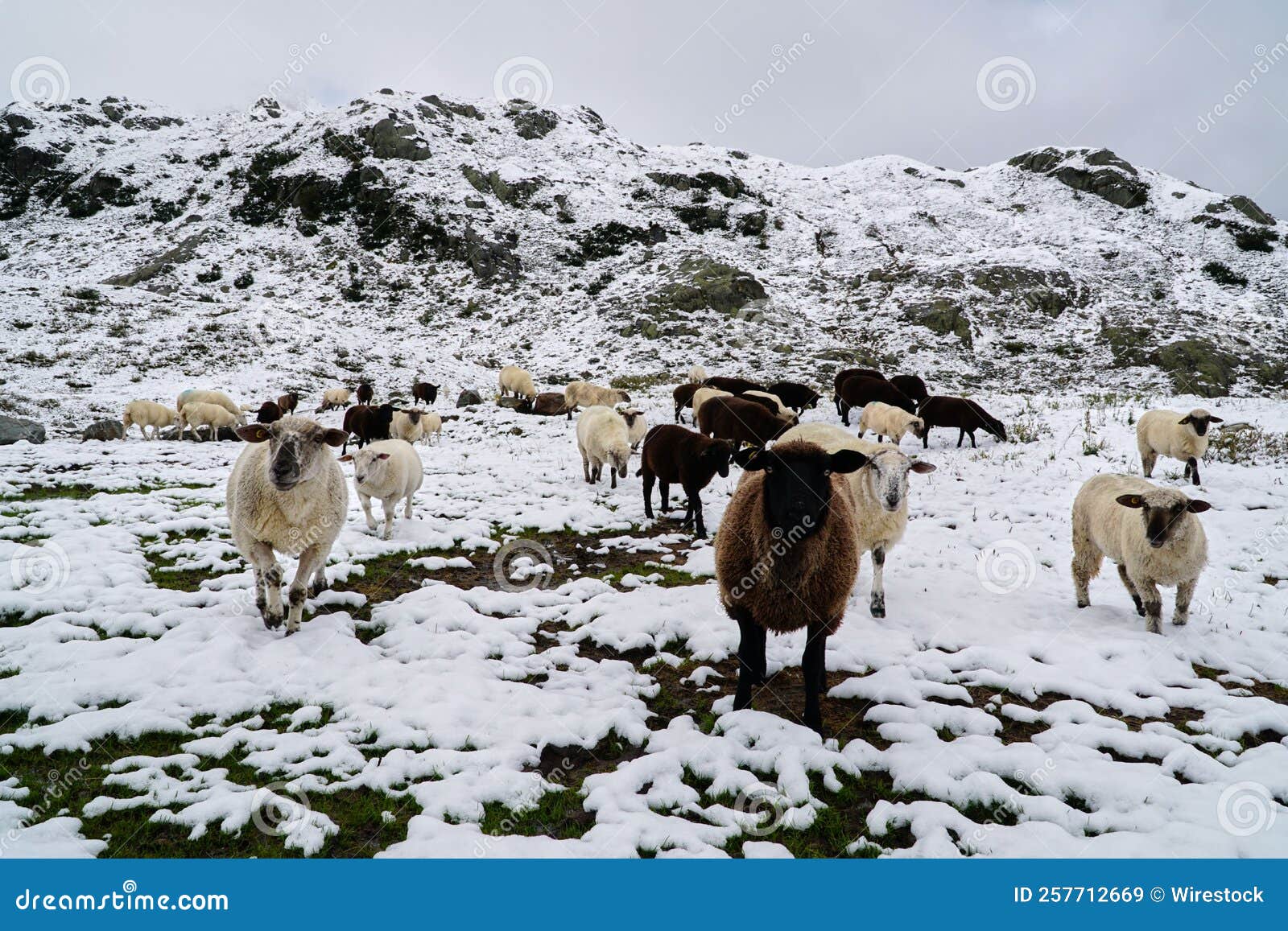 Sheep on snowy mountains stock image. Image of farmland - 257712669