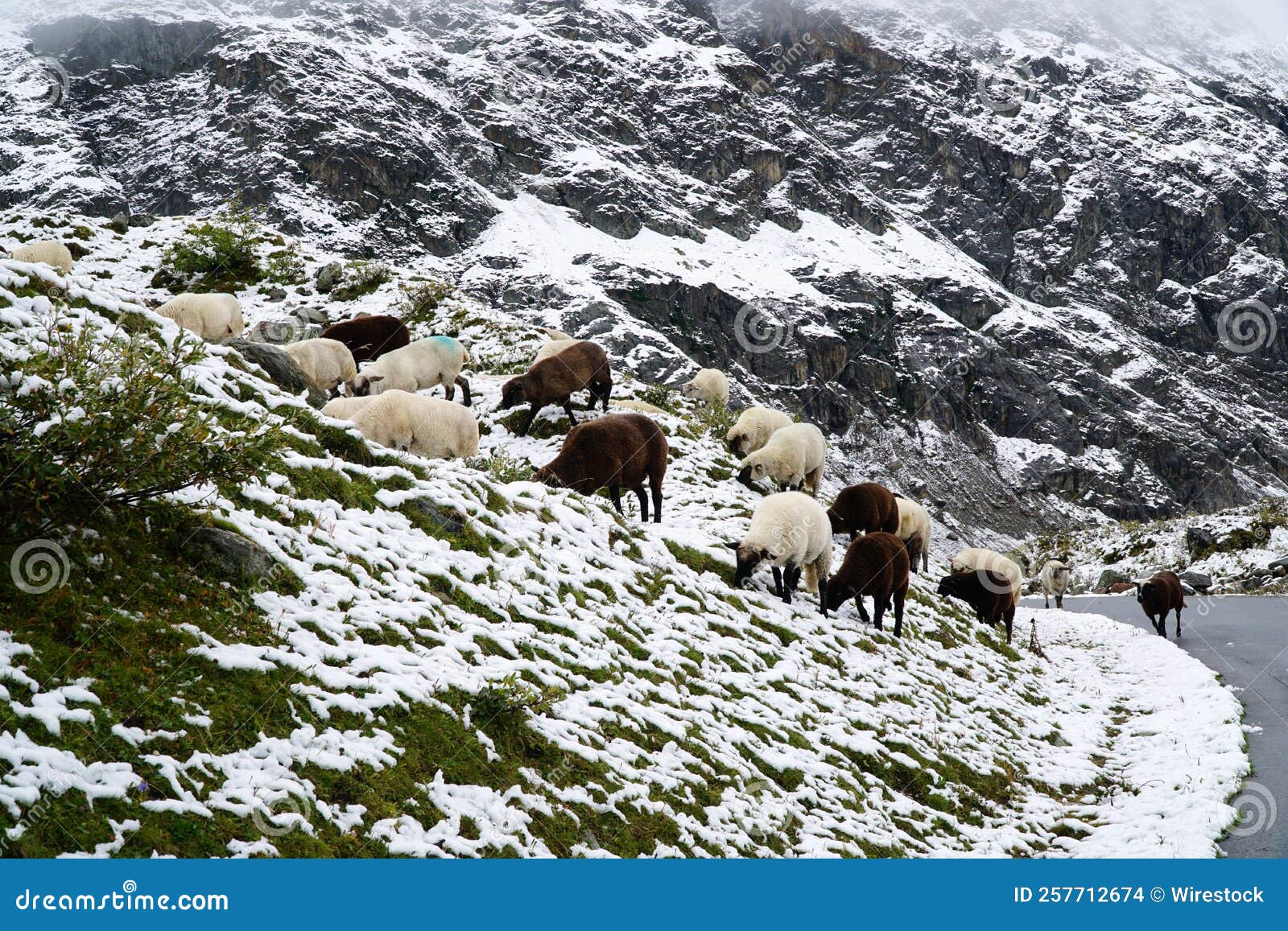 Sheep on snowy mountains stock photo. Image of clouds - 257712674