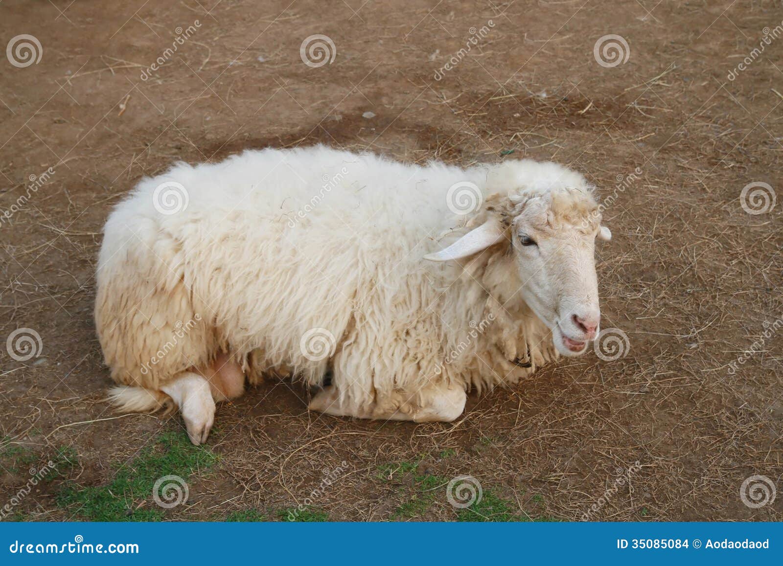 Sheep on soil ground stock photo. Image of chiang, face - 35085084