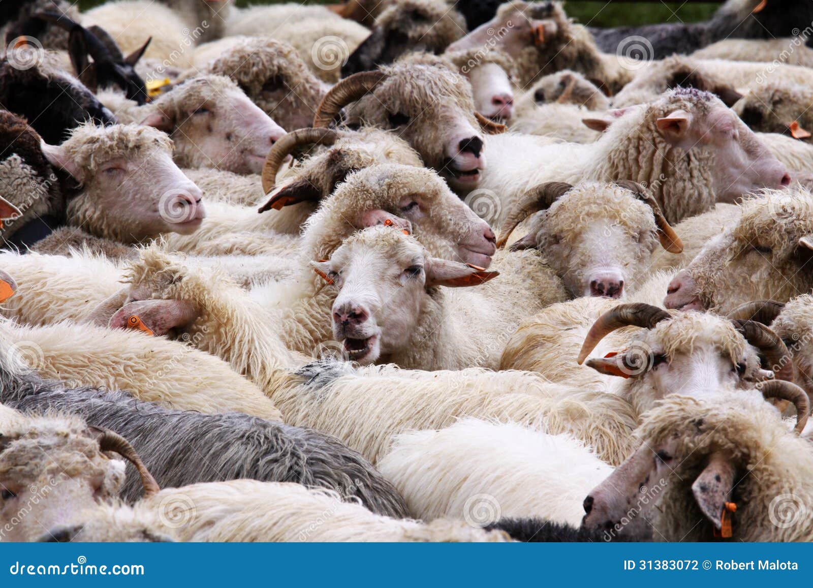Sheep stock photo. Image of ears, coat, gray, feet, animals - 31383072