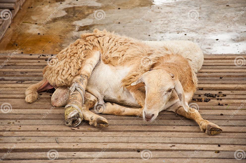 Sheep sore leg stock image. Image of wool, scene, sheep - 32466997