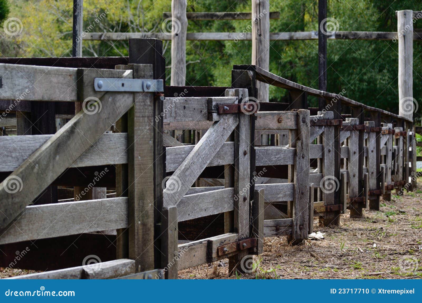 Sheep sorting pens stock photo. Image of farming, sheep - 23717710