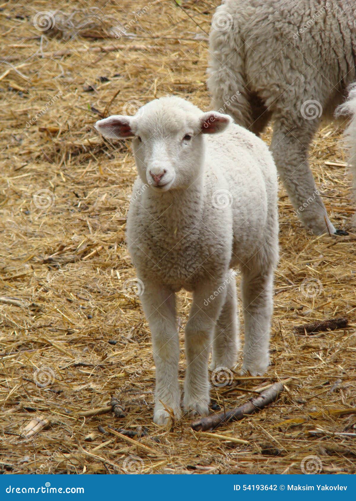 Sheep stock photo. Image of corral, herd, cattle, horn - 54193642