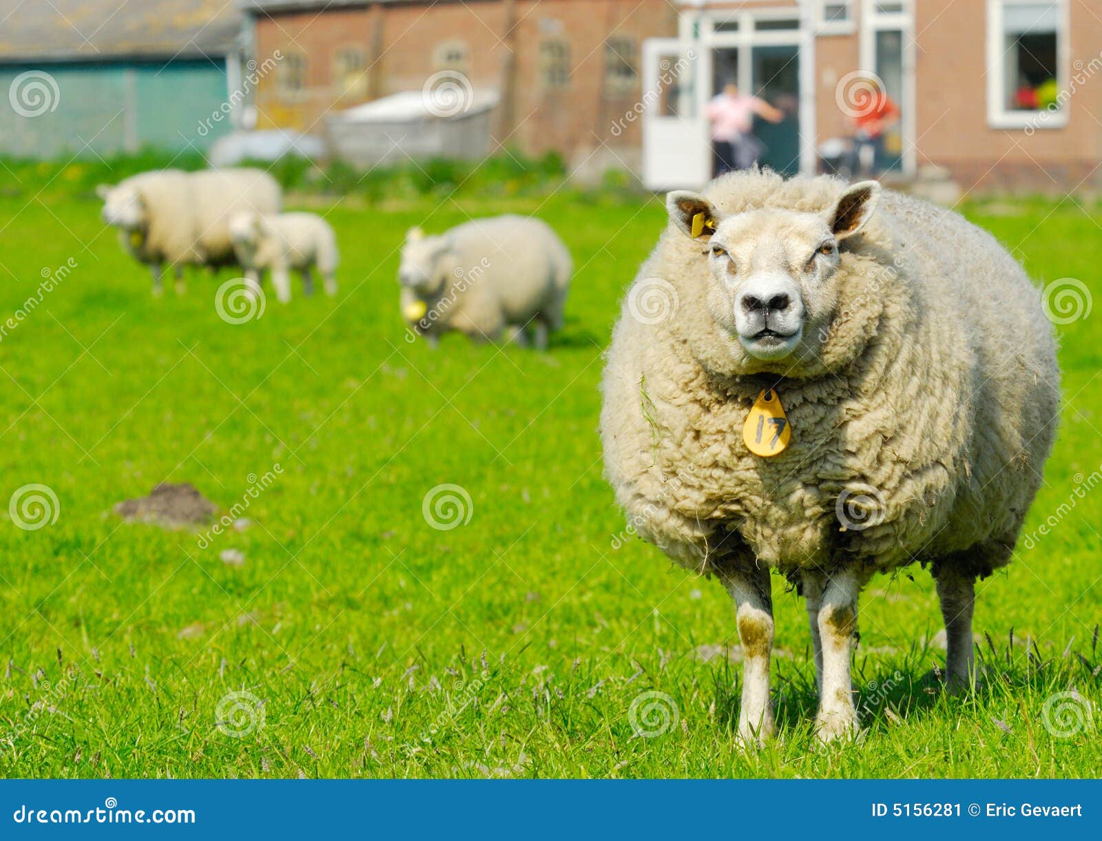 Sheep in spring stock image. Image of affectionate, animal - 5156281
