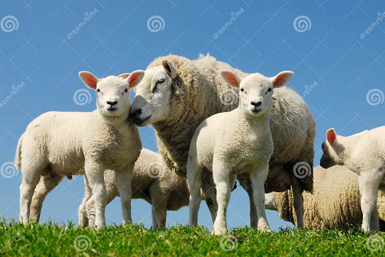 Sheep in spring stock photo. Image of naive, farming, baby - 5305474