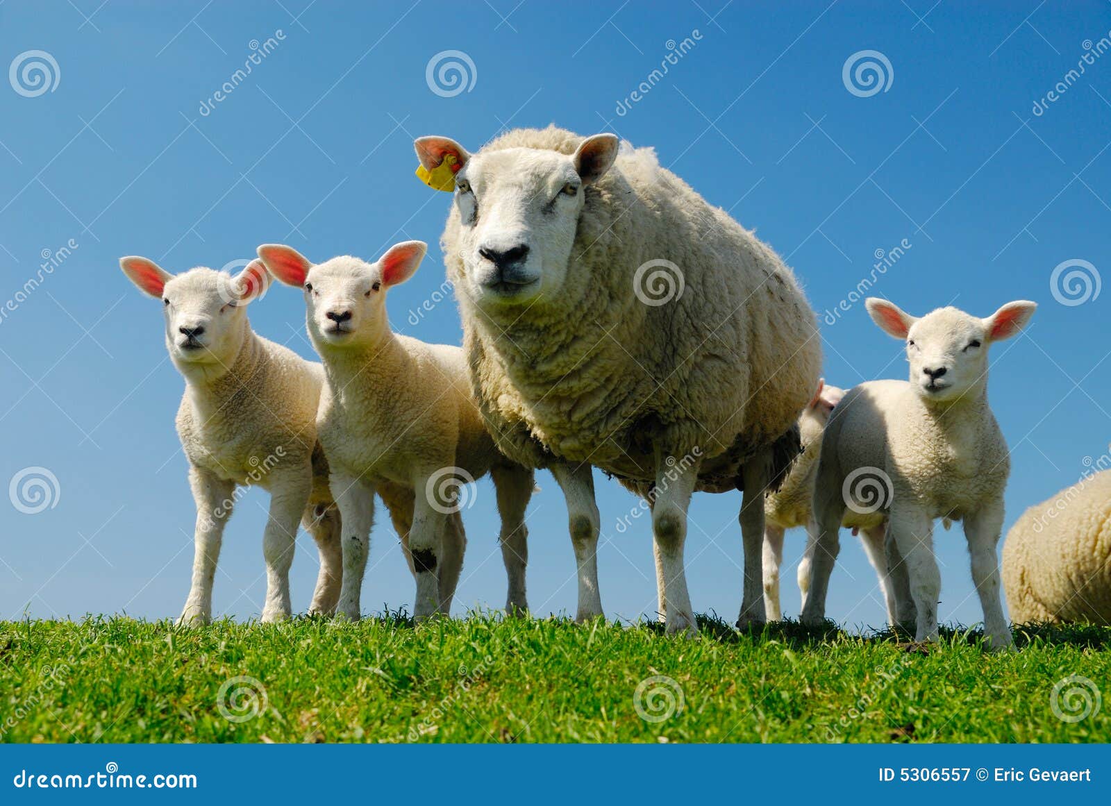 Sheep in spring stock image. Image of juvenile, naivety - 5306557
