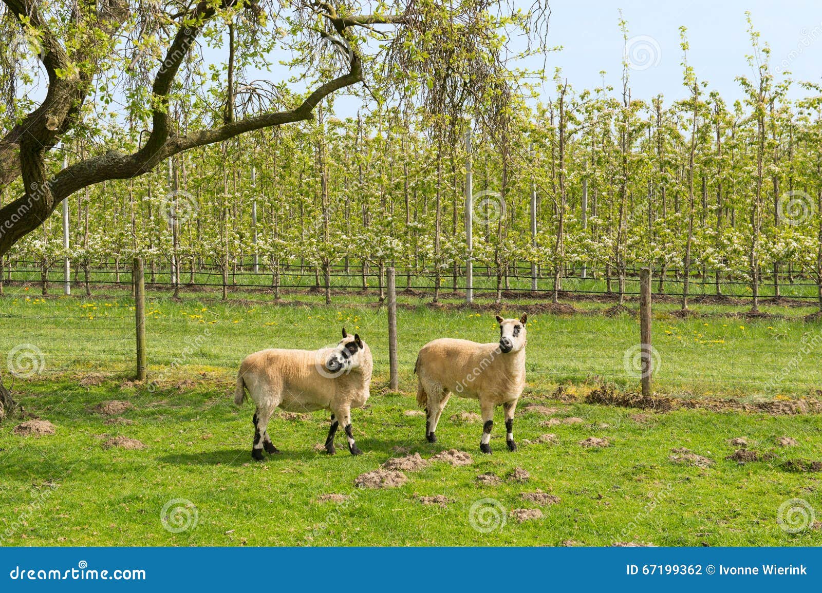 Sheep in spring stock photo. Image of country, netherlands - 67199362