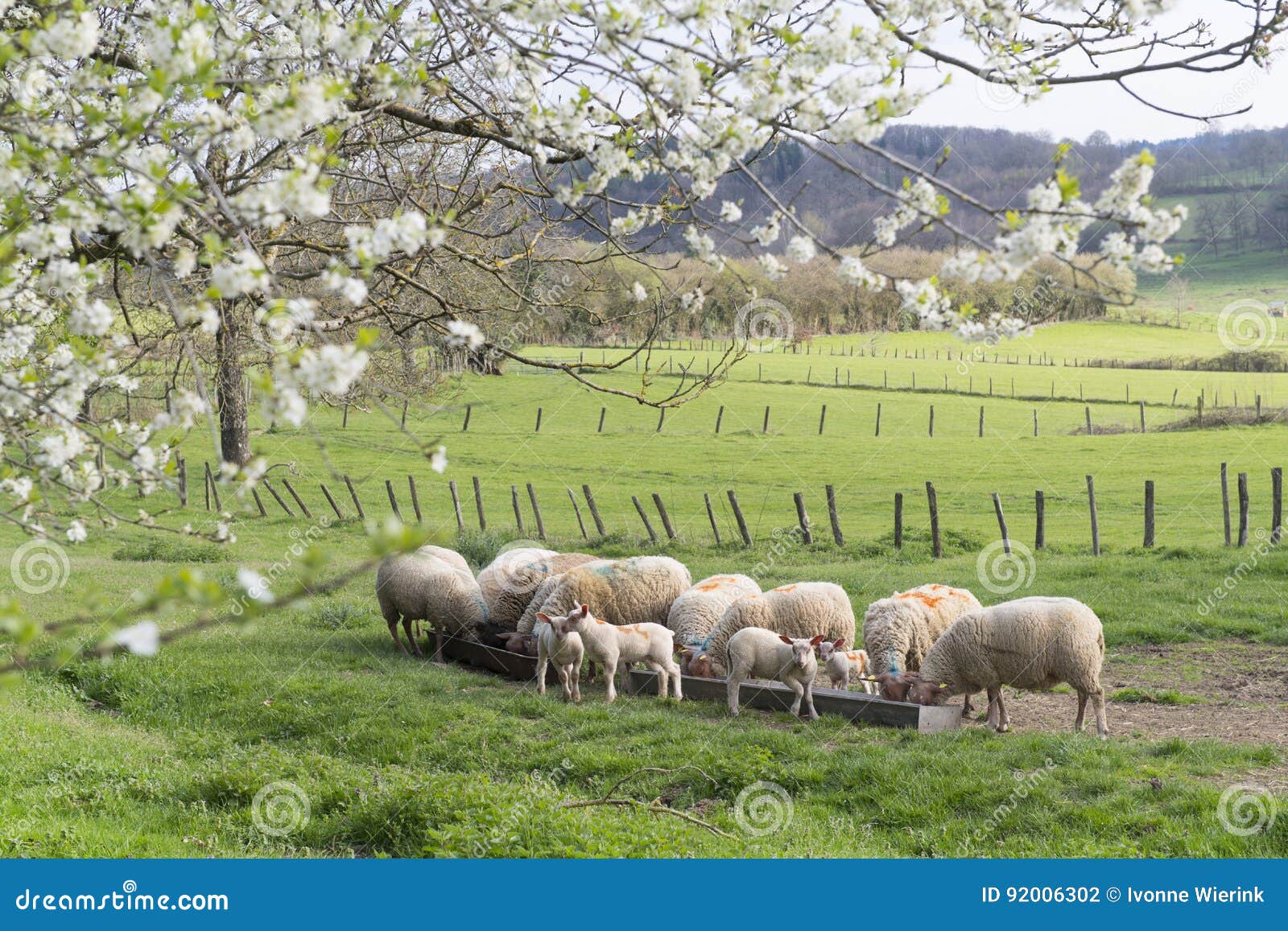Sheep in spring stock photo. Image of farm, numbers, lambs - 92006302