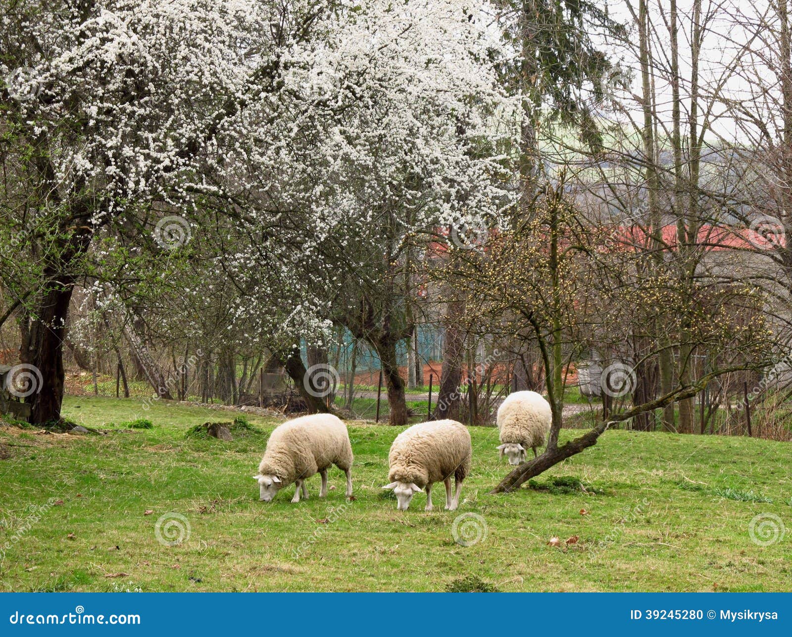 Sheep in spring stock photo. Image of nature, sheep, spring - 39245280
