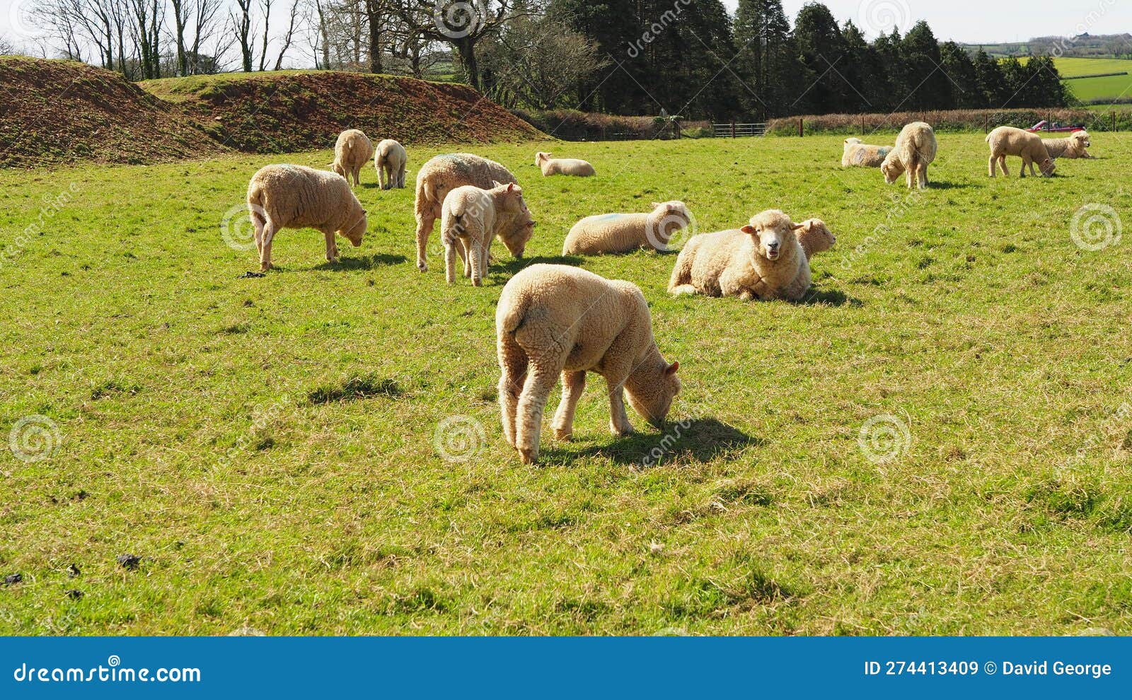 Sheep in the Springtime Sun Stock Image - Image of grassland, bovine ...