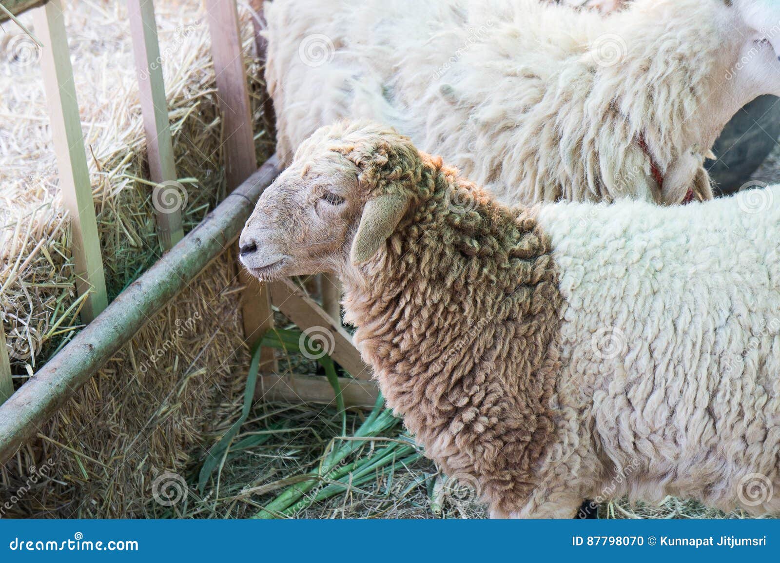 Sheep in a stable stock photo. Image of domestic, flock - 87798070