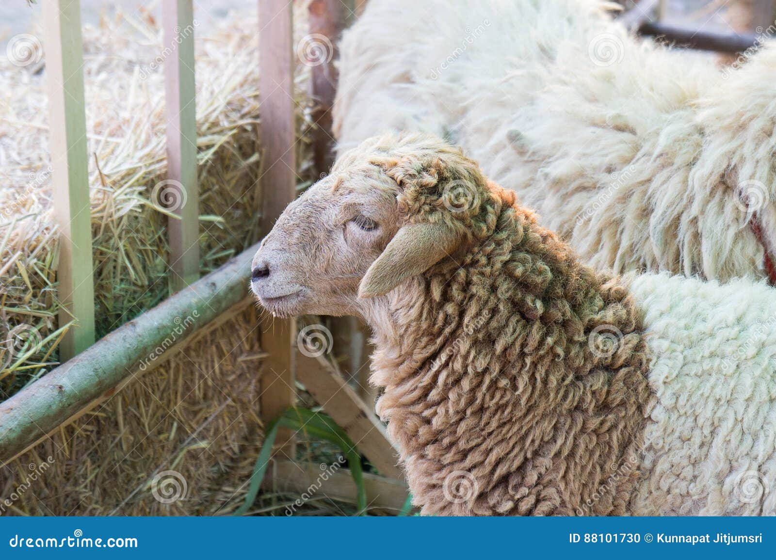 Sheep in a stable stock photo. Image of sheep, background - 88101730
