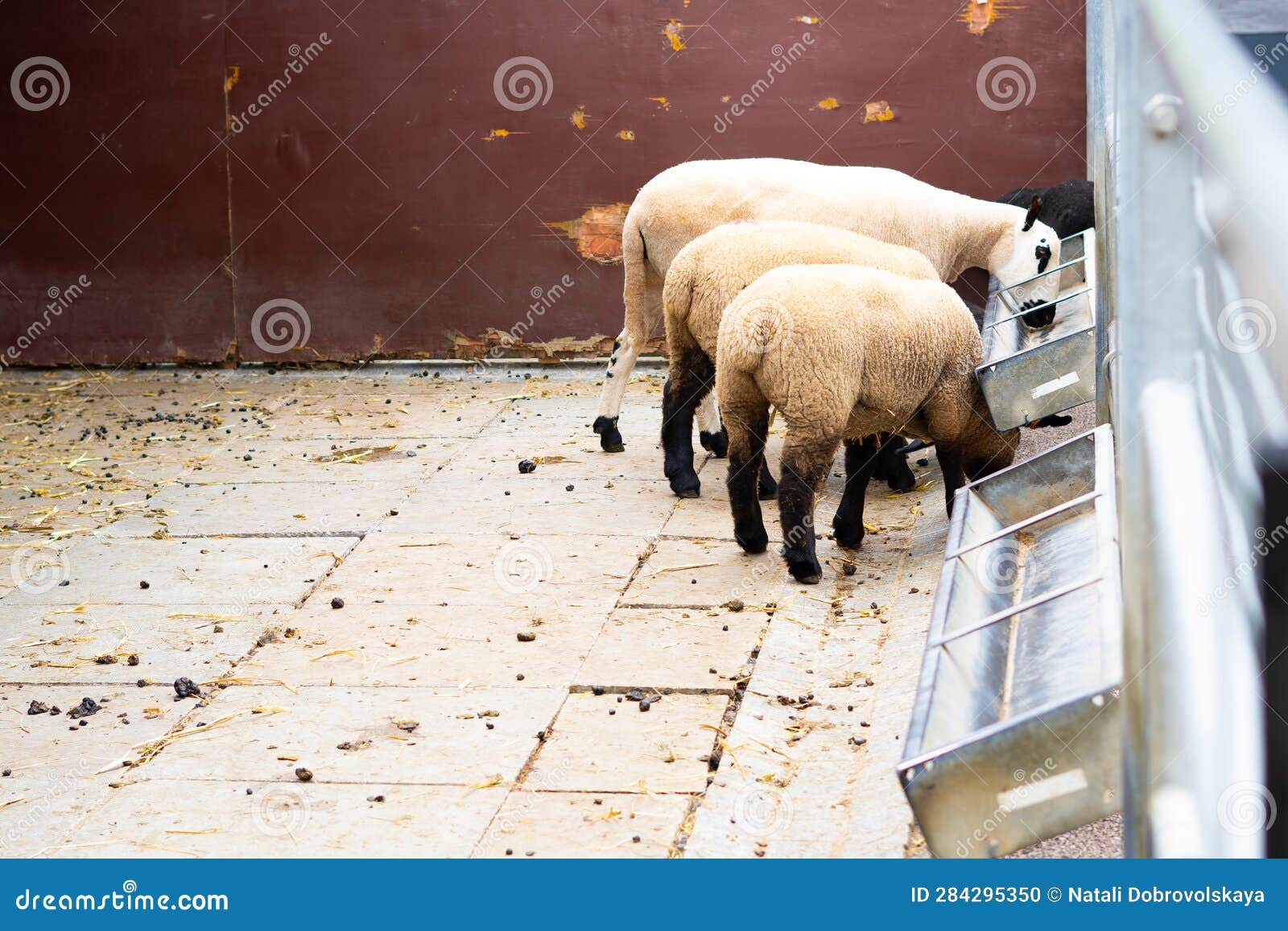 Sheep in Stable on the Farm Stock Photo - Image of mutton, agriculture ...