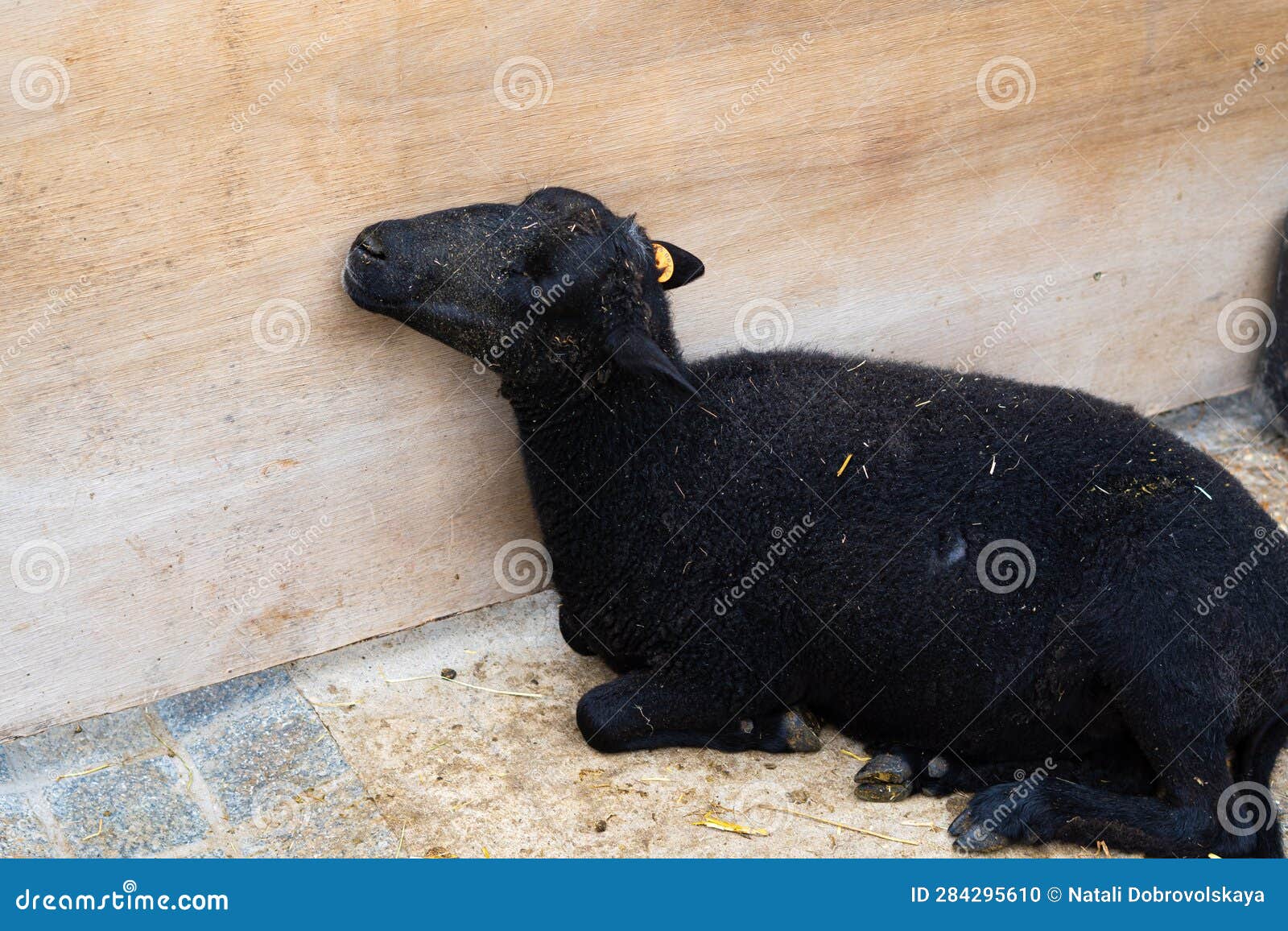 Sheep in Stable on the Farm Stock Photo - Image of lamb, breeding ...