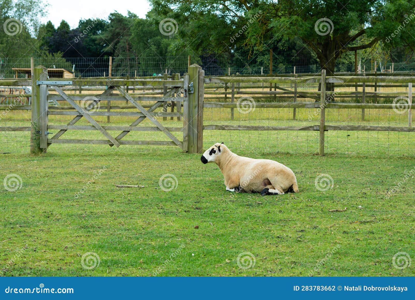 Sheep in Stable on the Farm Stock Photo - Image of countryside, yarrow ...