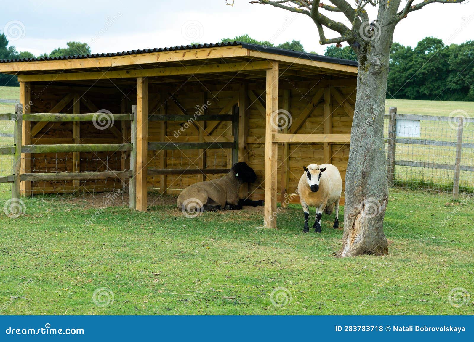 Sheep in Stable on the Farm Stock Photo - Image of sheepfold, pasture ...