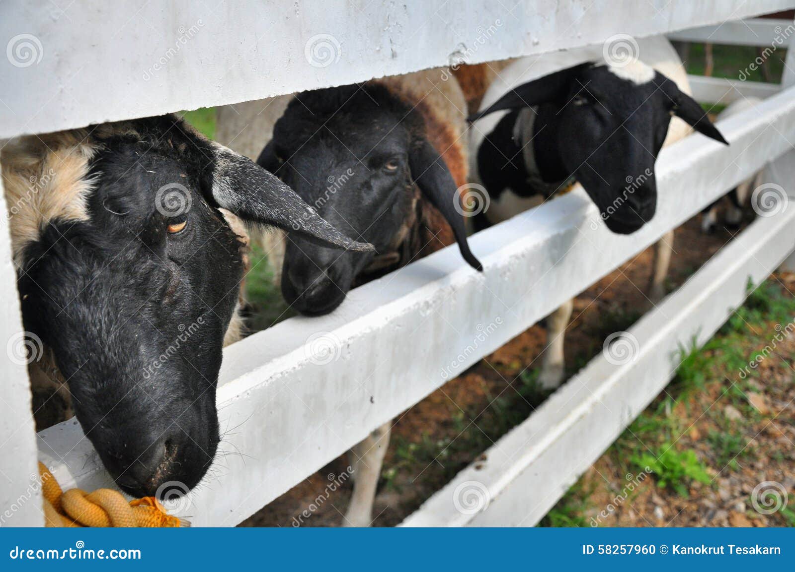 Sheep in Stable in the Farm Stock Photo - Image of farm, sheep: 58257960