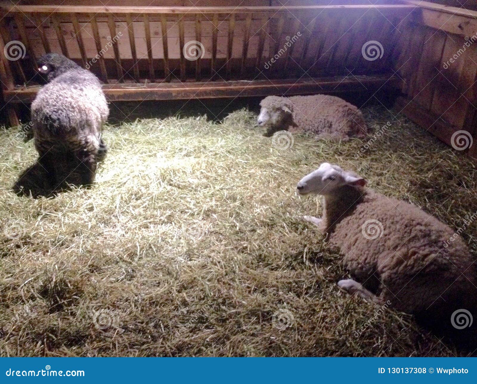 Sheep in a Stable on a Farm Stock Photo - Image of cute, lamb: 130137308