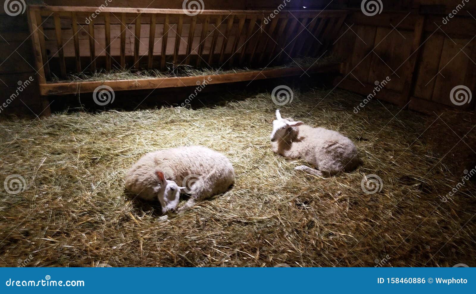 Sheep in a Stable on a Farm Stock Photo - Image of domestic, wool ...