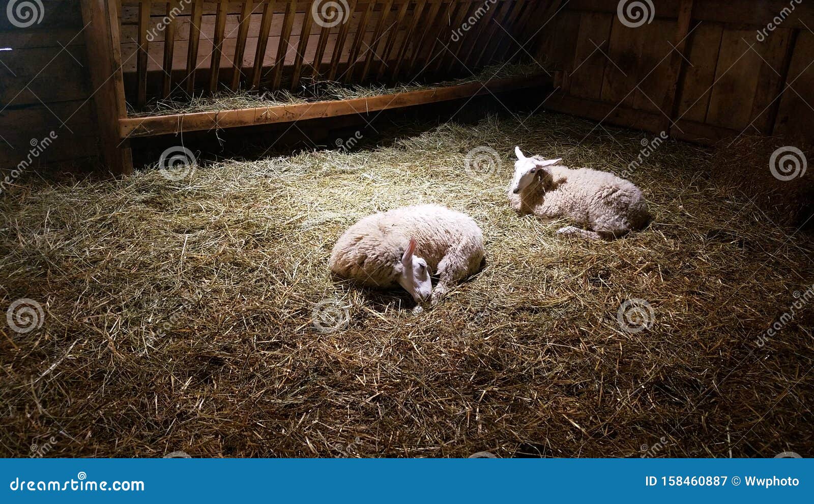 Sheep in a Stable on a Farm Stock Image - Image of sheep, agriculture ...