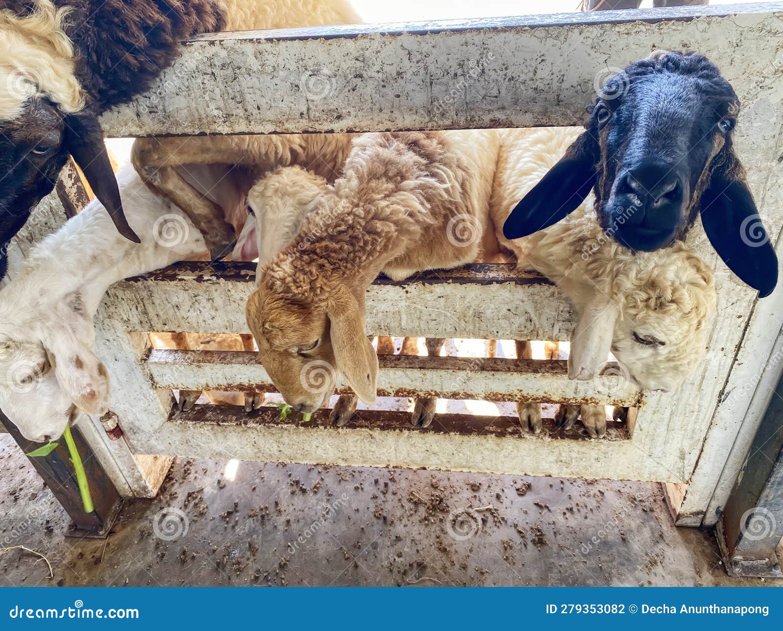 Sheep in the stable stock photo. Image of stable, lamb - 279353082