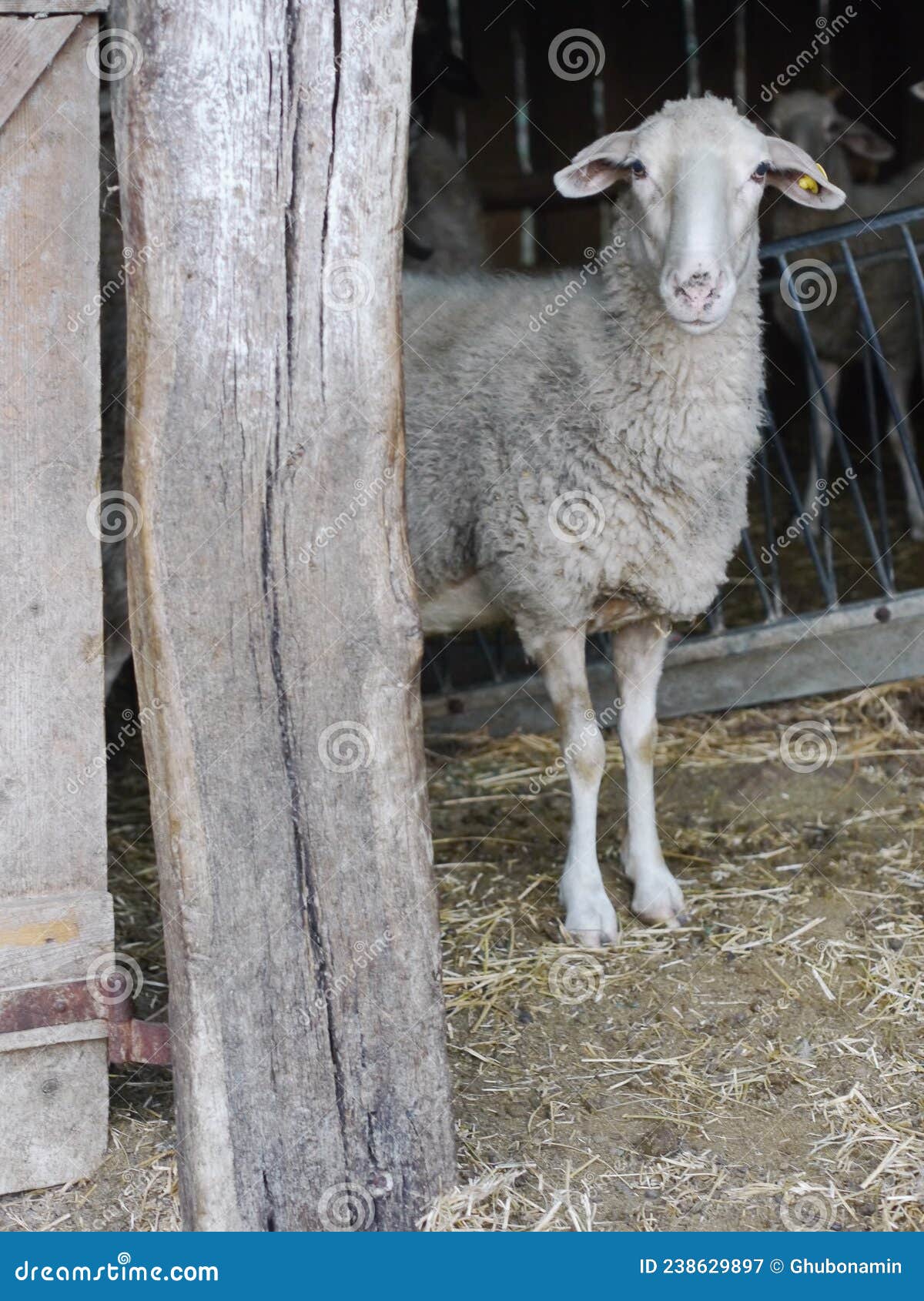 Sheep stable stock image. Image of grass, themes, stable - 238629897