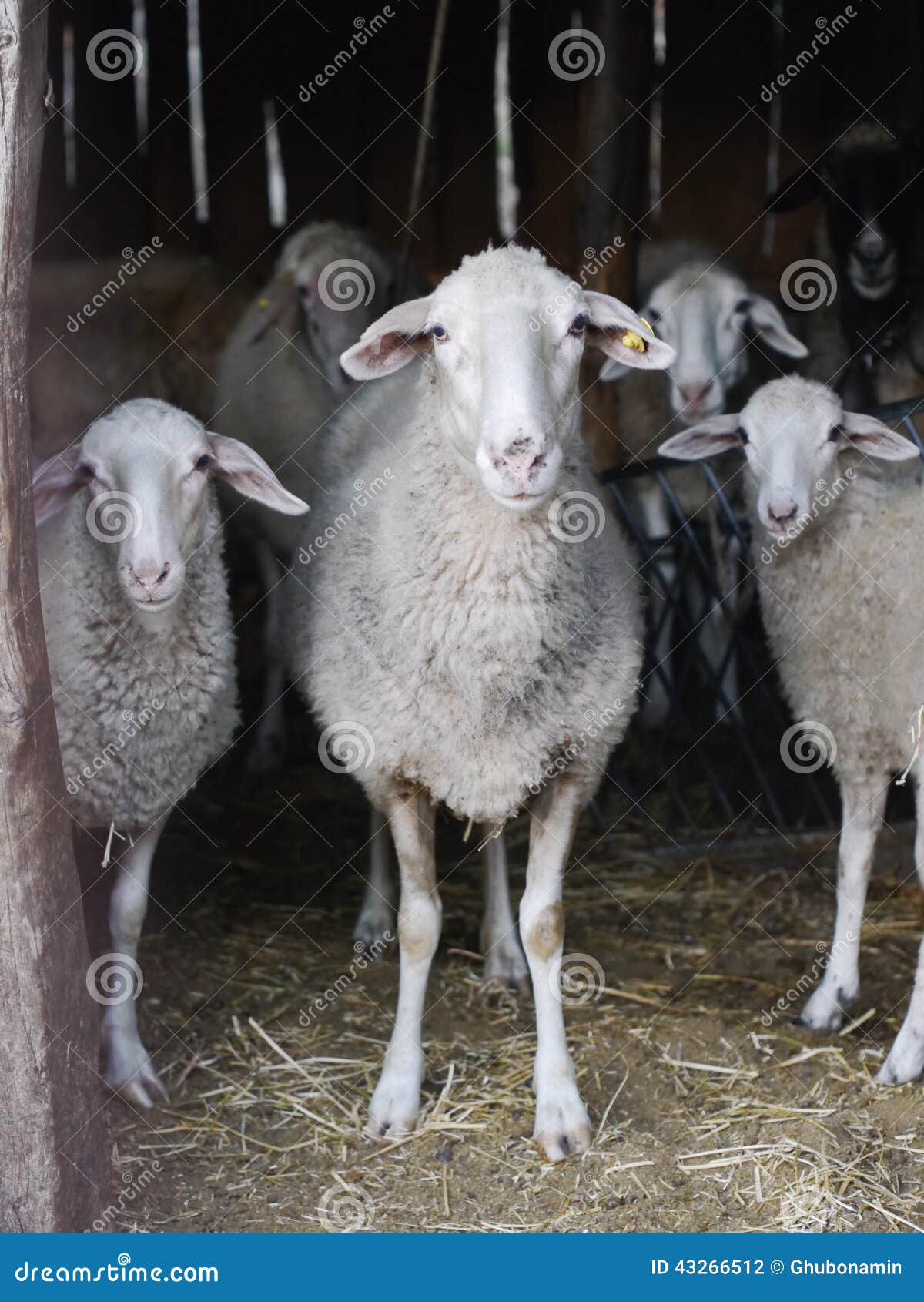 Sheep stable stock photo. Image of animal, paddock, sheep - 43266512