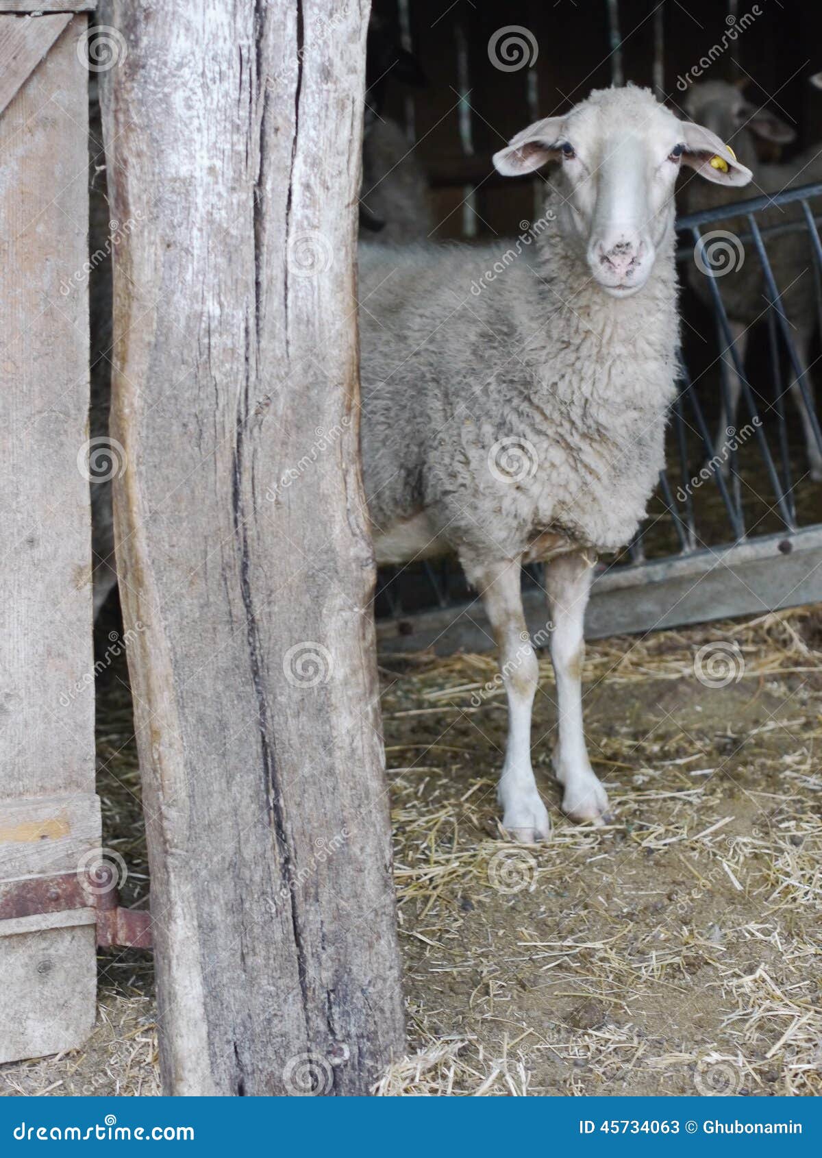 Sheep stable stock image. Image of rustic, lamb, wood - 45734063