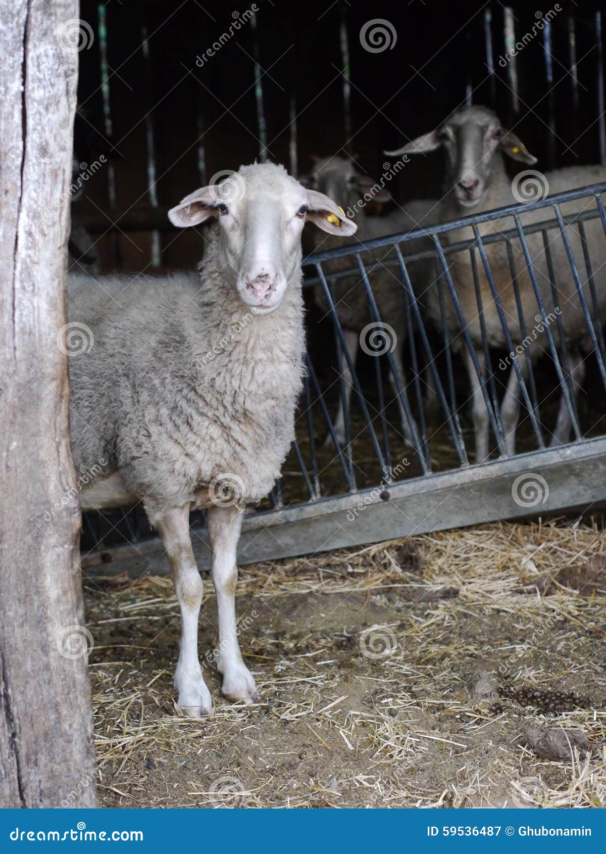 Sheep stable stock image. Image of wood, paddock, lamb - 59536487