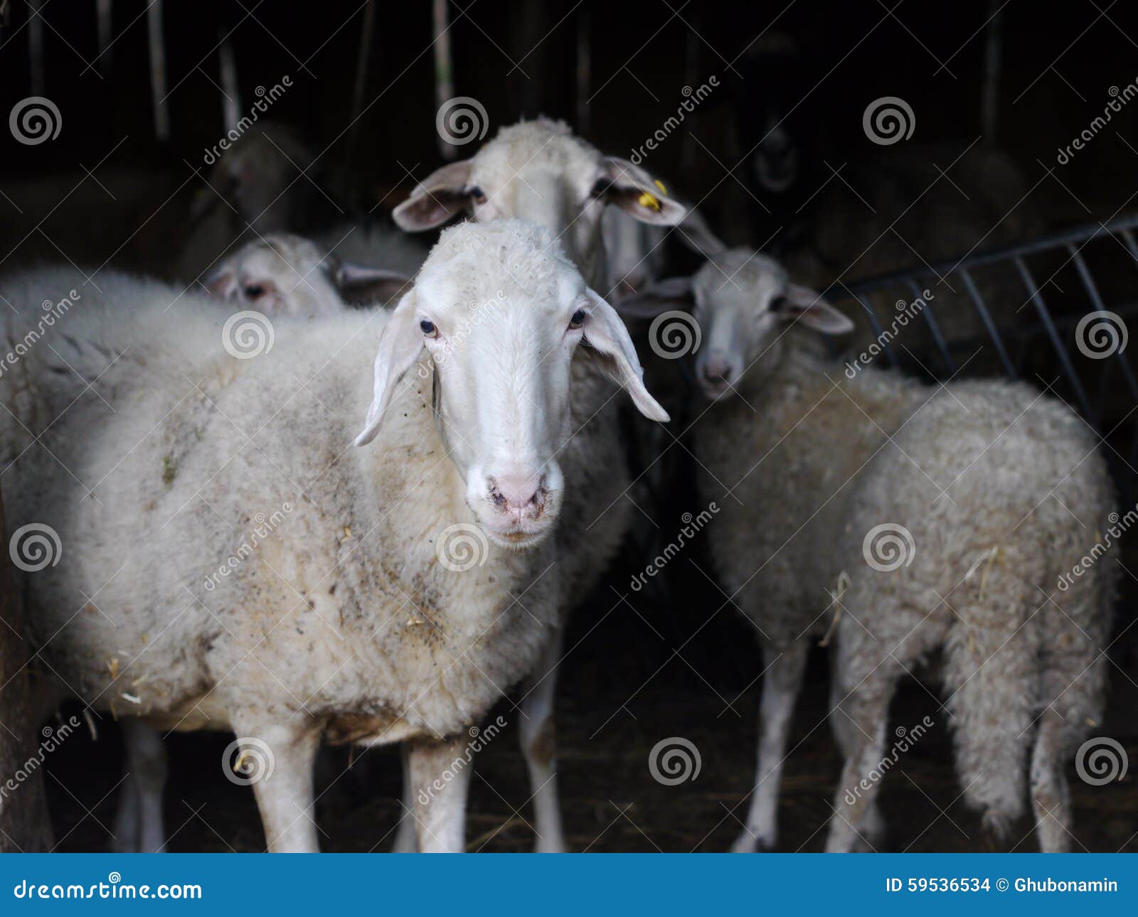 Sheep stable stock photo. Image of rustic, barn, wood - 59536534